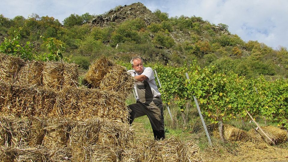 "Beppo Straßenkehrer" - Die Traubenhüter